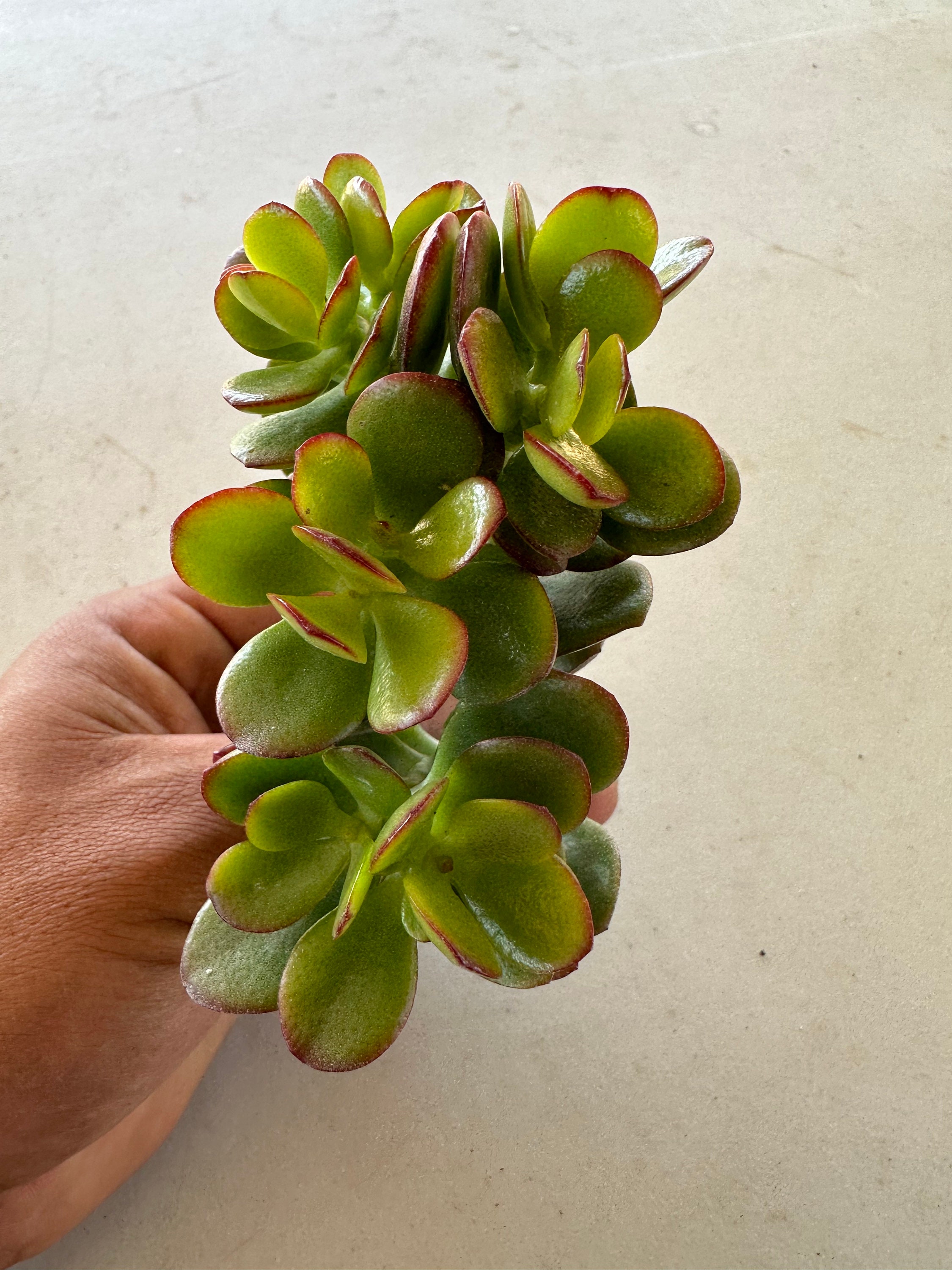 Jade Combo Cuttings - Etsy