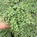 String of Turtles Peperomia Prostrata, Live Plant - Etsy