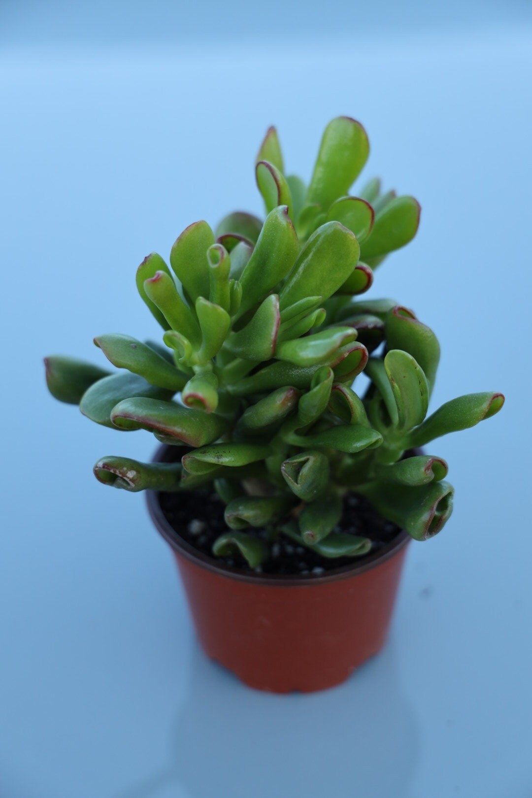 ET Fingers - Etsy