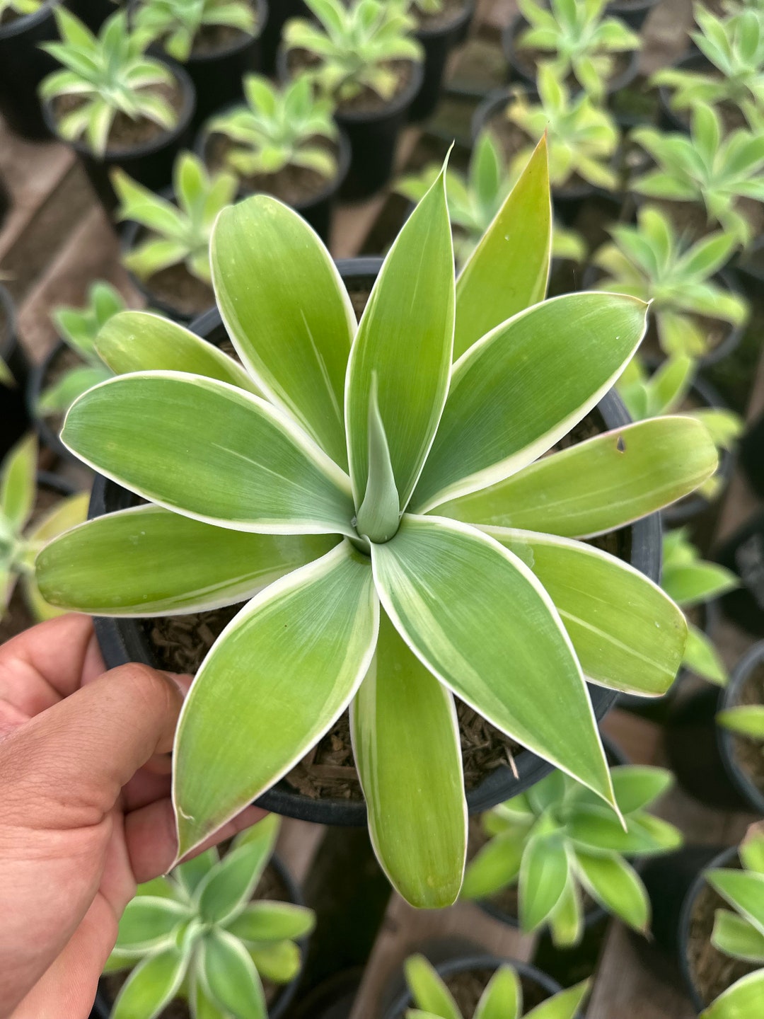 Agave Attenuata 'ray of Light', Bare Root - Etsy