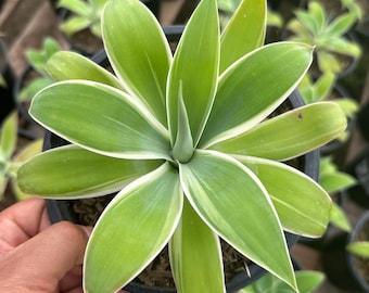 Agave Attennuata Ray of Light, Half Moon Varigated - Etsy
