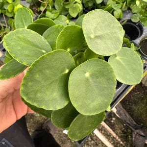 Chinese Money Plant, Pilea Peperomioides - Etsy