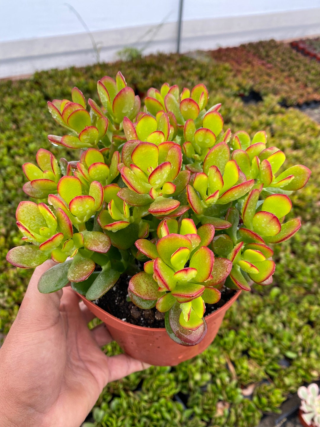 Mini Jade, Small Leafed Jade Tree, Dwarf Jade Plant - Etsy