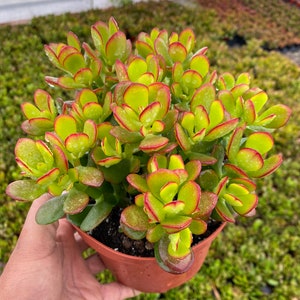 Mini Jade, Small Leafed Jade Tree, Dwarf Jade Plant - Etsy