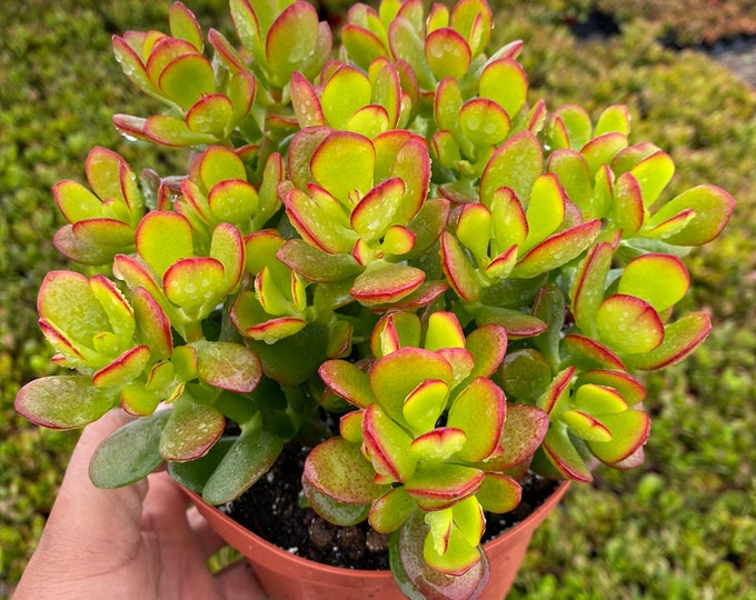 Large Elephant Bush/ Dwarf Jade Plant - Etsy