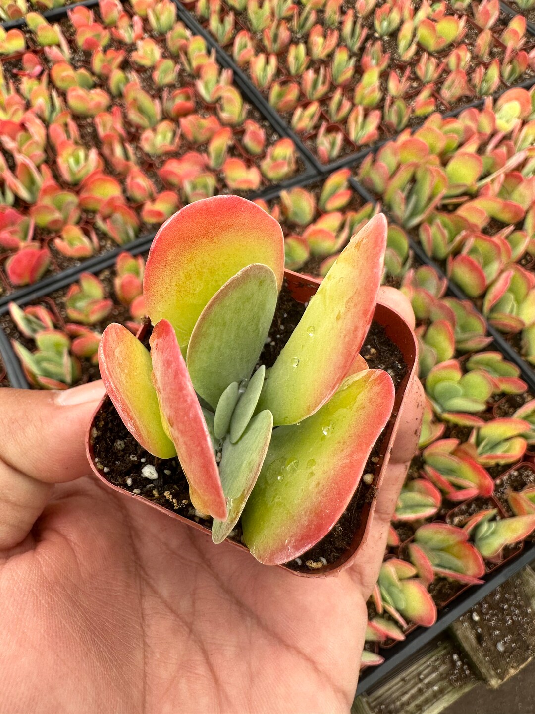 Kalanchoe Flapjacks, Paddle Plant 4” - Etsy