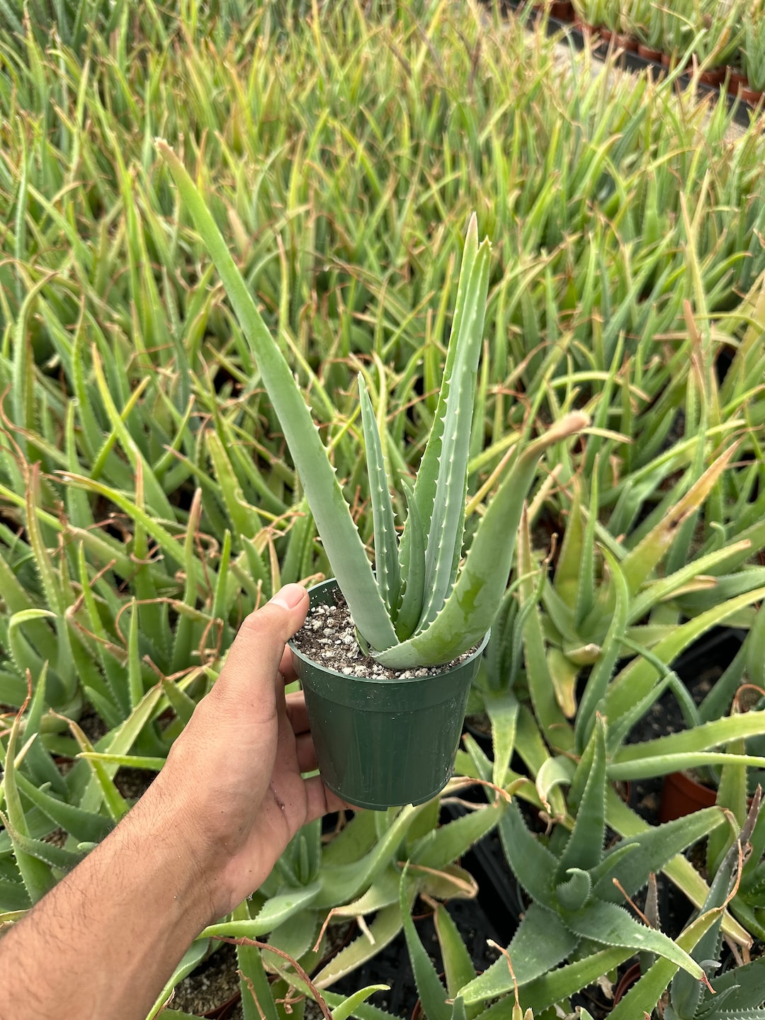 Aloe Vera Low Maintenance Succulent, Live Succulent Plant - Etsy