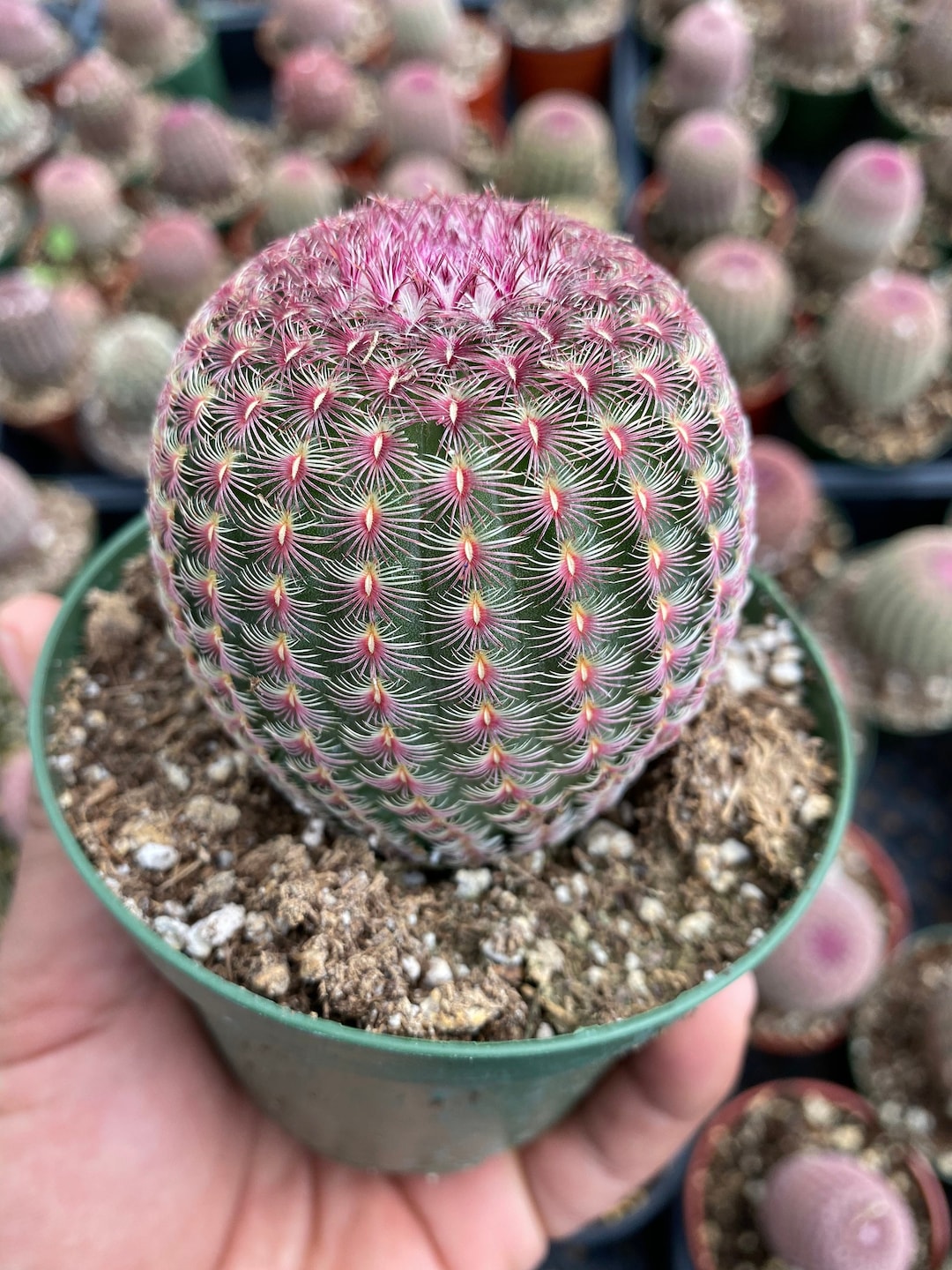 Rainbow Cactus - Etsy