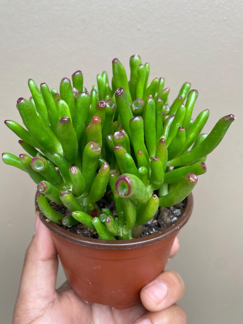 Jade Plant Sampler, Includes 4 Different Varieties: Regular Jade, Mini ...