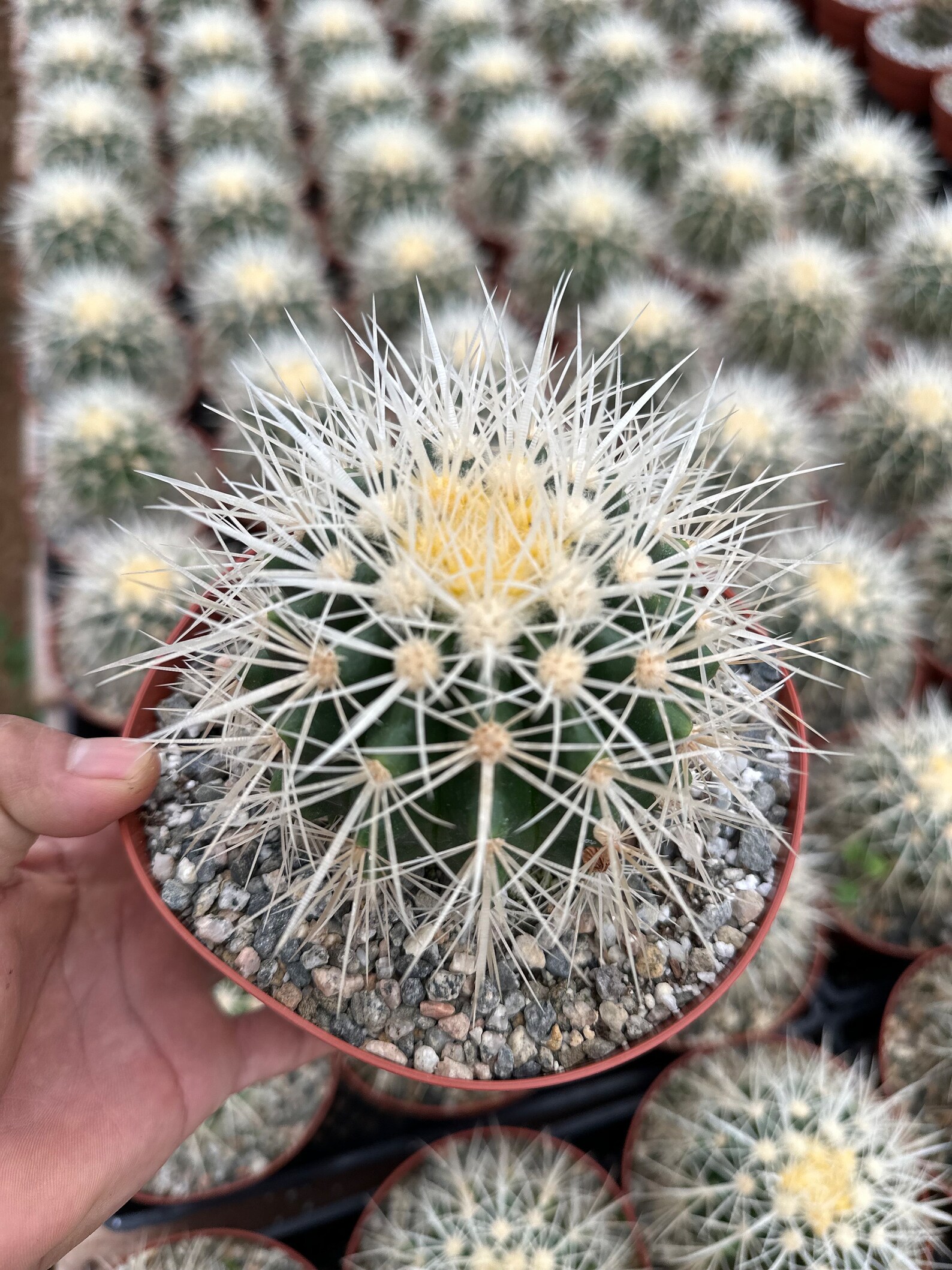 Echinocactus Grusonii V. Albispinus Aka White Spined Barrel Live Cactus ...