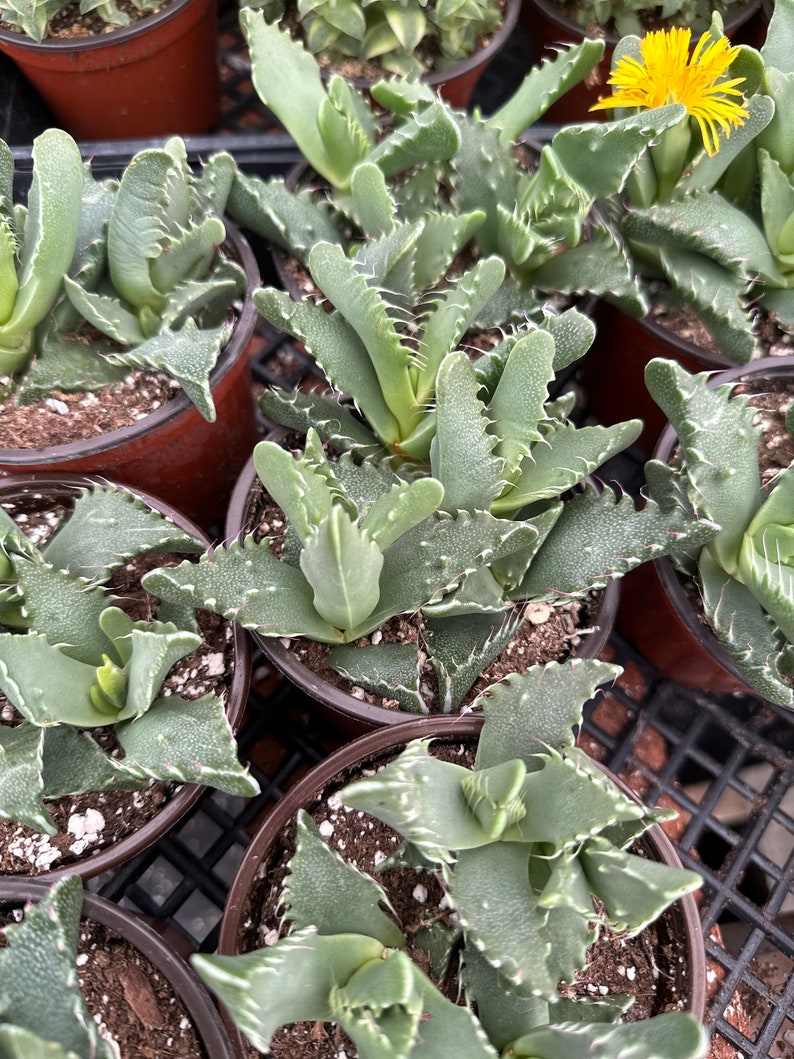 Tiger Jaws Succulent - Etsy