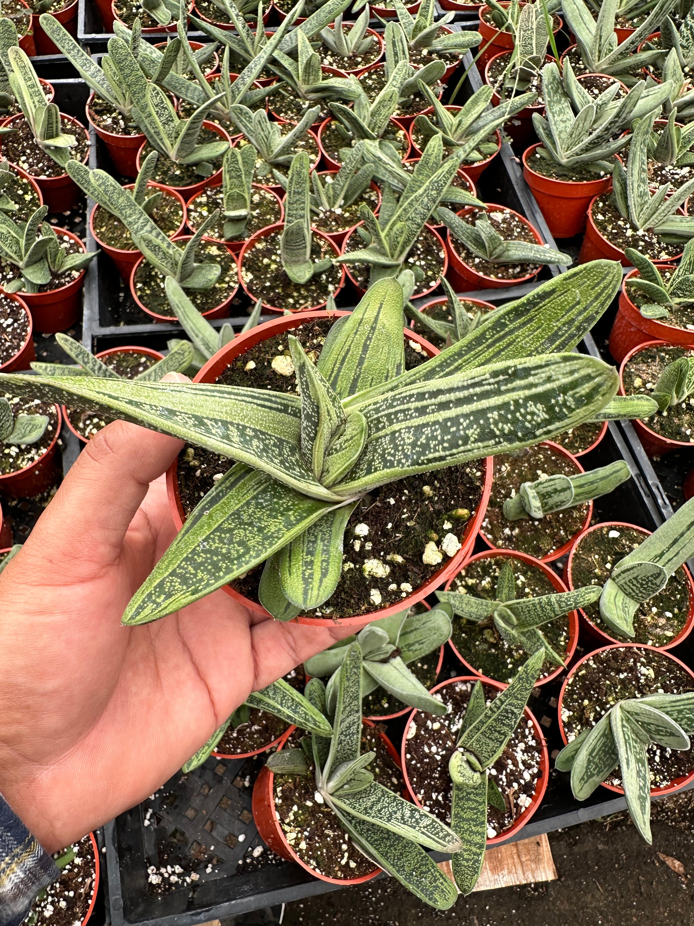 Gasteria Spotted Ox Tongue Rare Succulent Live Plant 4” - Etsy