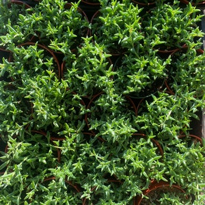 String of Dolphins - Etsy