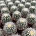 Echinocactus Grusonii V. Albispinus Aka White Spined Barrel Live Cactus ...
