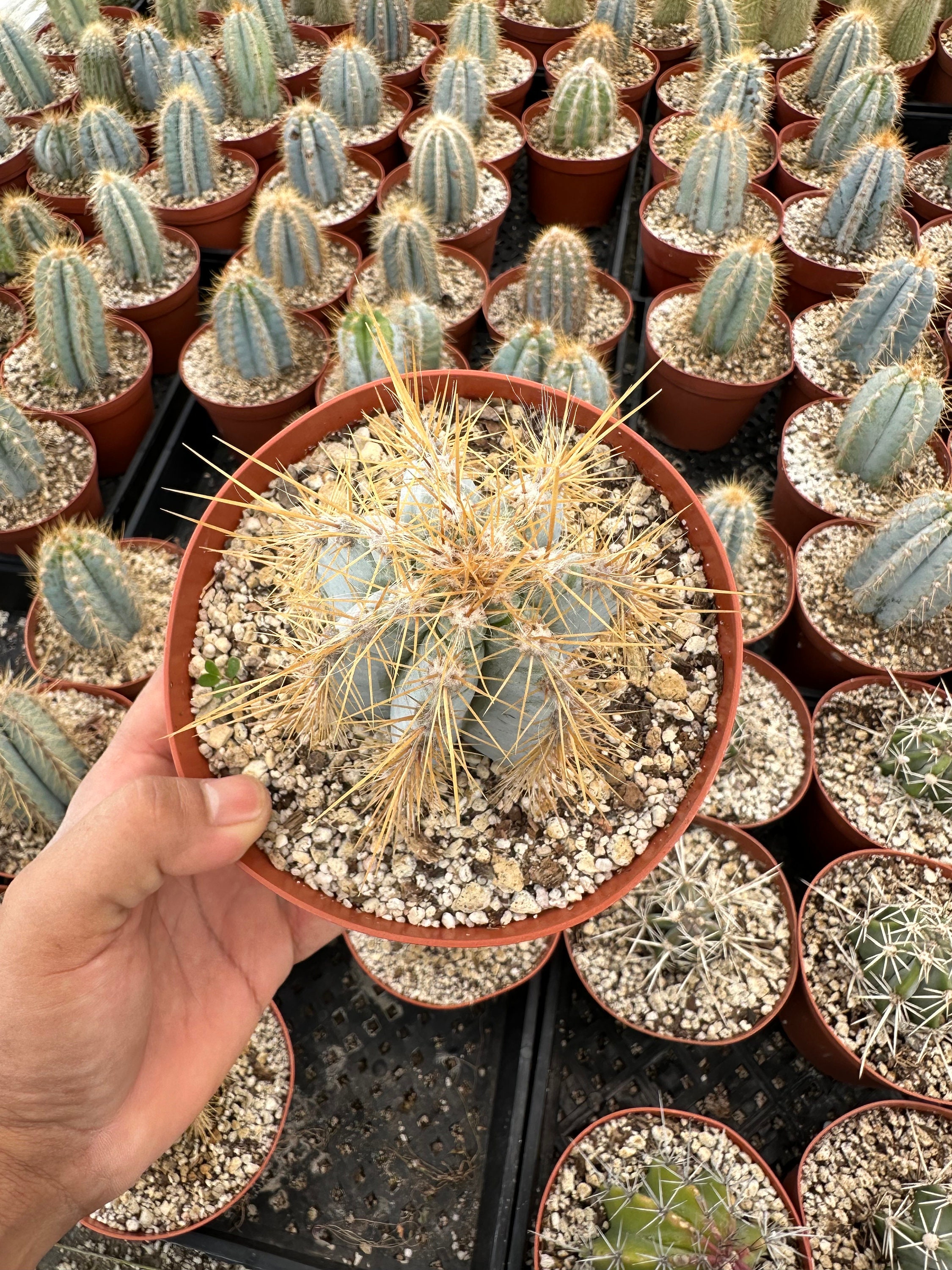 Brazilian Blue Cactus, 'pilosocereus Azureus' - Etsy