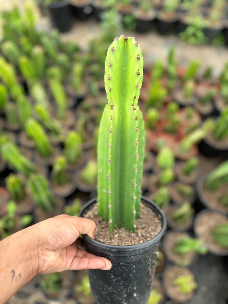Euphorbia Ingens, Candelabra Tree (one Gallon, Rooted) Bare Root - Etsy