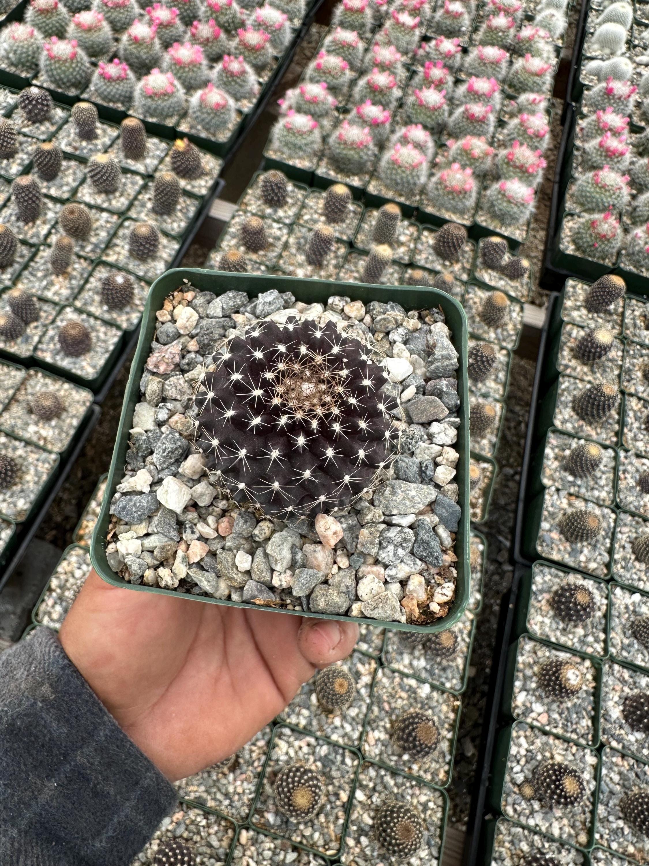 Copiapoa Tenuissima, Rare Cactus 3” - Etsy