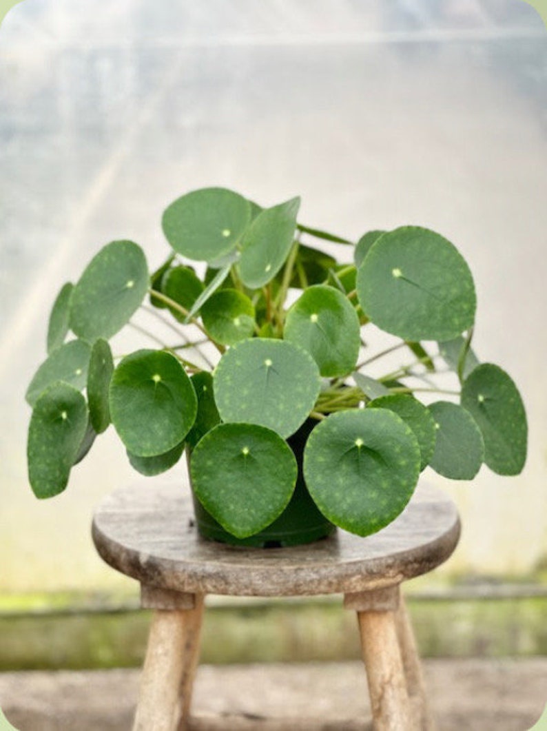 Chinese Money Plant, Pilea Peperomioides 6” - Etsy