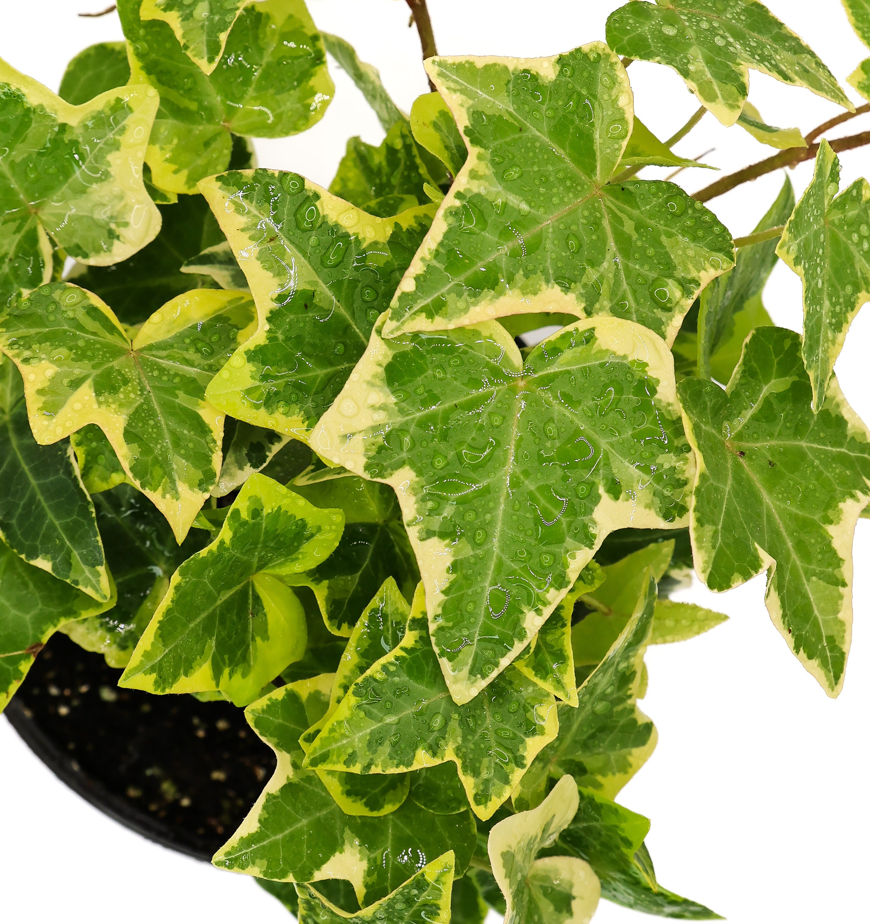 Golden English Ivy - Hedera Helix - Etsy
