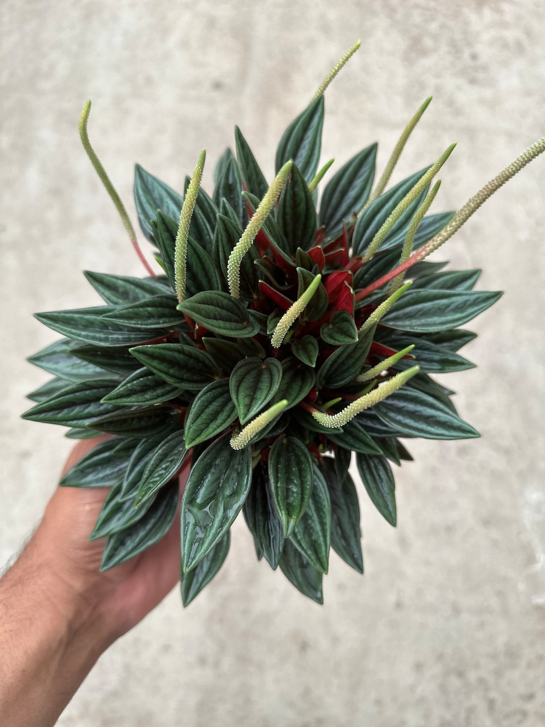 Rare Peperomia Rosso Live Plant | Easy Care Houseplant | Ripple ...
