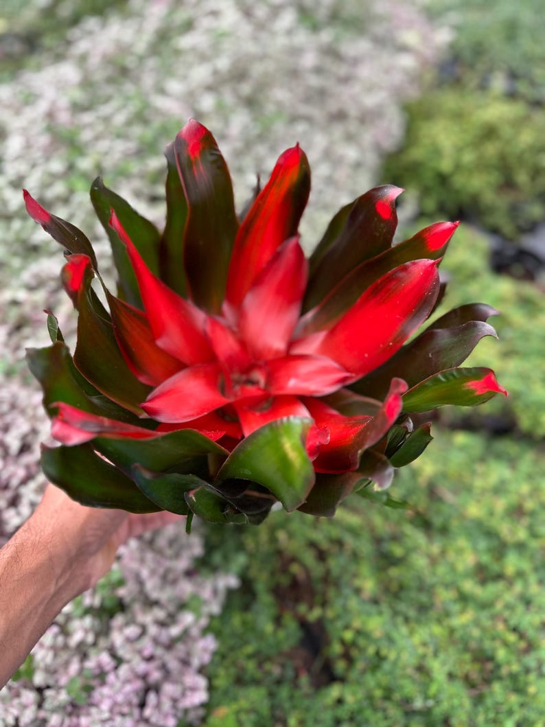 BROMELIAD NEOREGELIA MEDUSA 6” - Etsy