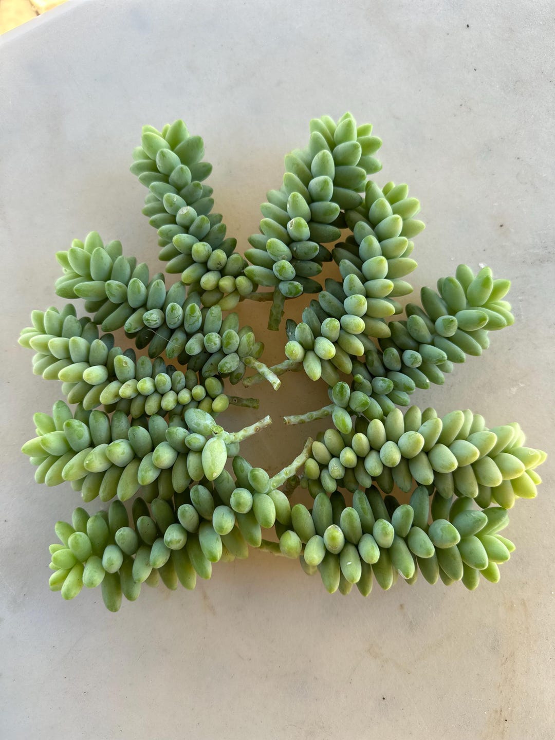 Burro’s Tail, Donkey Tail (CUTTINGS) - Etsy