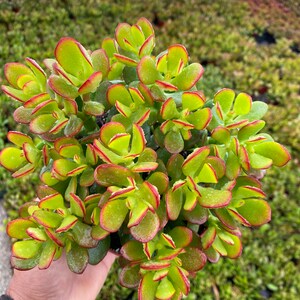 Mini Jade, Small Leafed Jade Tree, Dwarf Jade Plant - Etsy