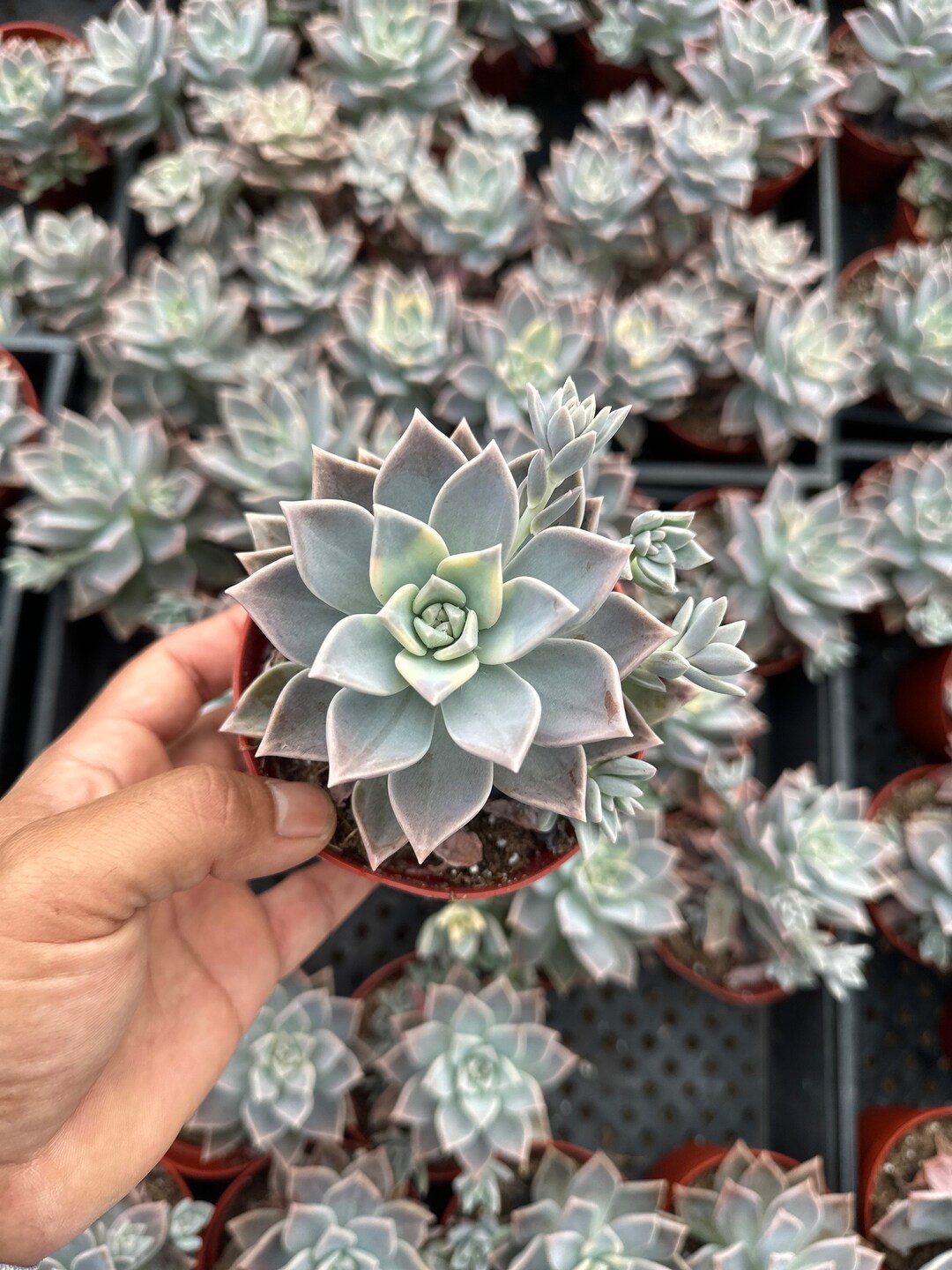 Rare Variegated Ghost Plant, Graptopetalum Paraguayense - Etsy