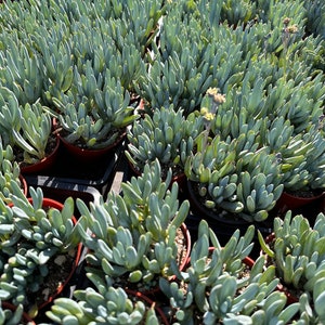 Mini Blue Chalksticks Senecio Serpens - Etsy