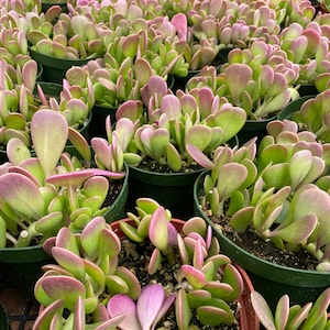 Trailing Jade - Etsy