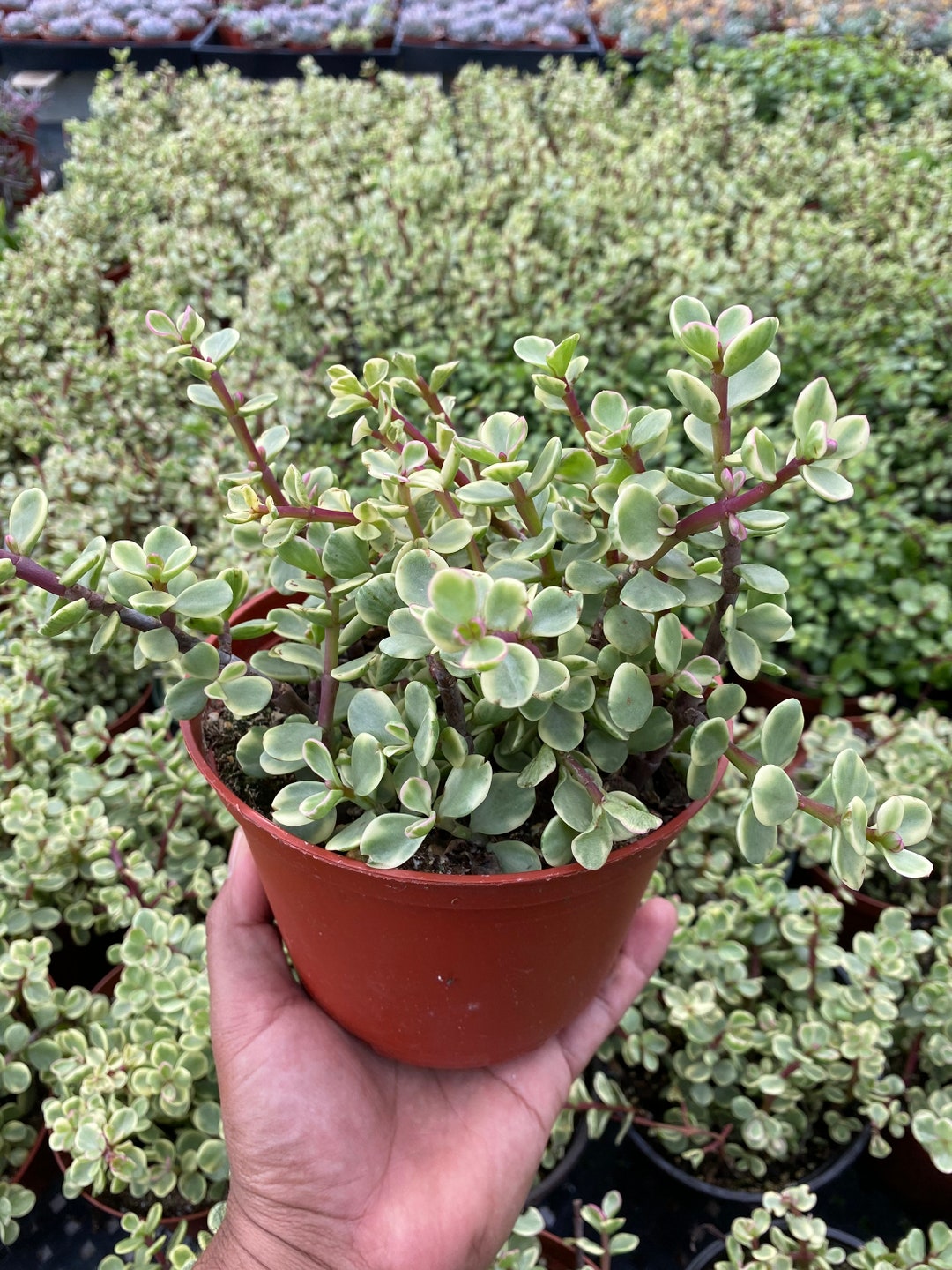 Variegated Elephant Bush, (portulacaria Afra 'variegata') - Etsy