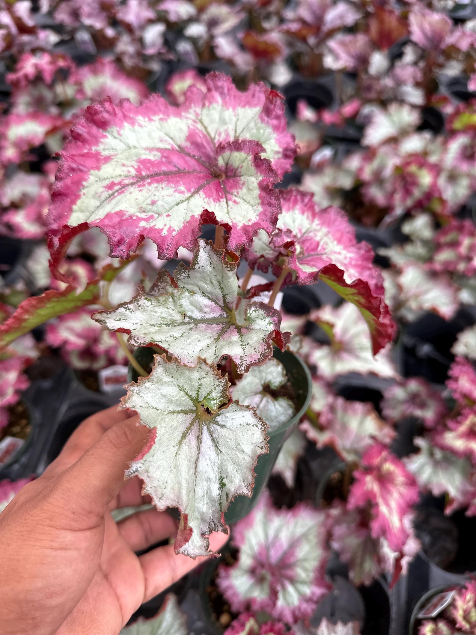 Rex Begonia 'tie Dye', Rare Begonia 4” - Etsy