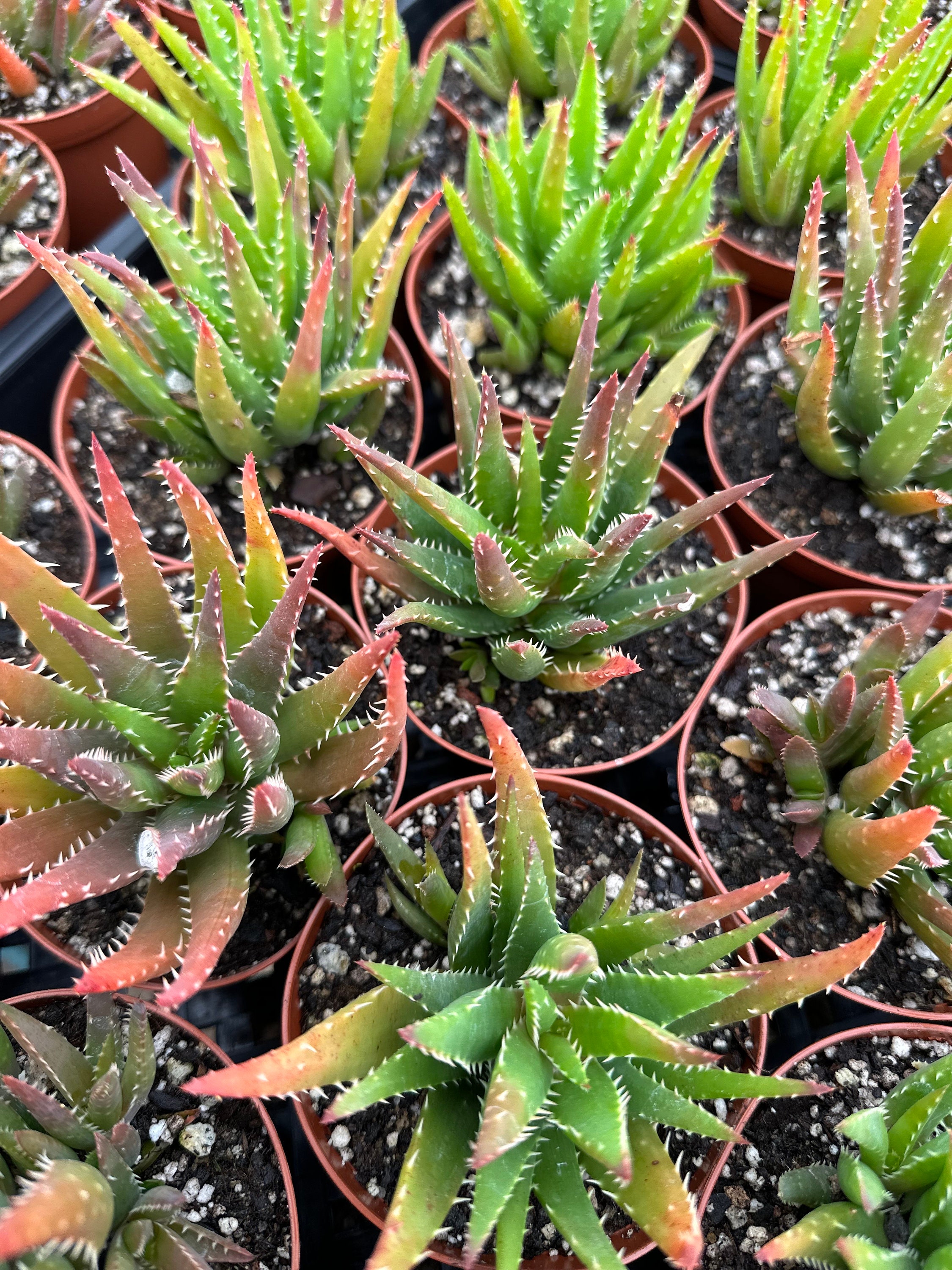 Aloe 'crosby's Prolific' 4” - Etsy