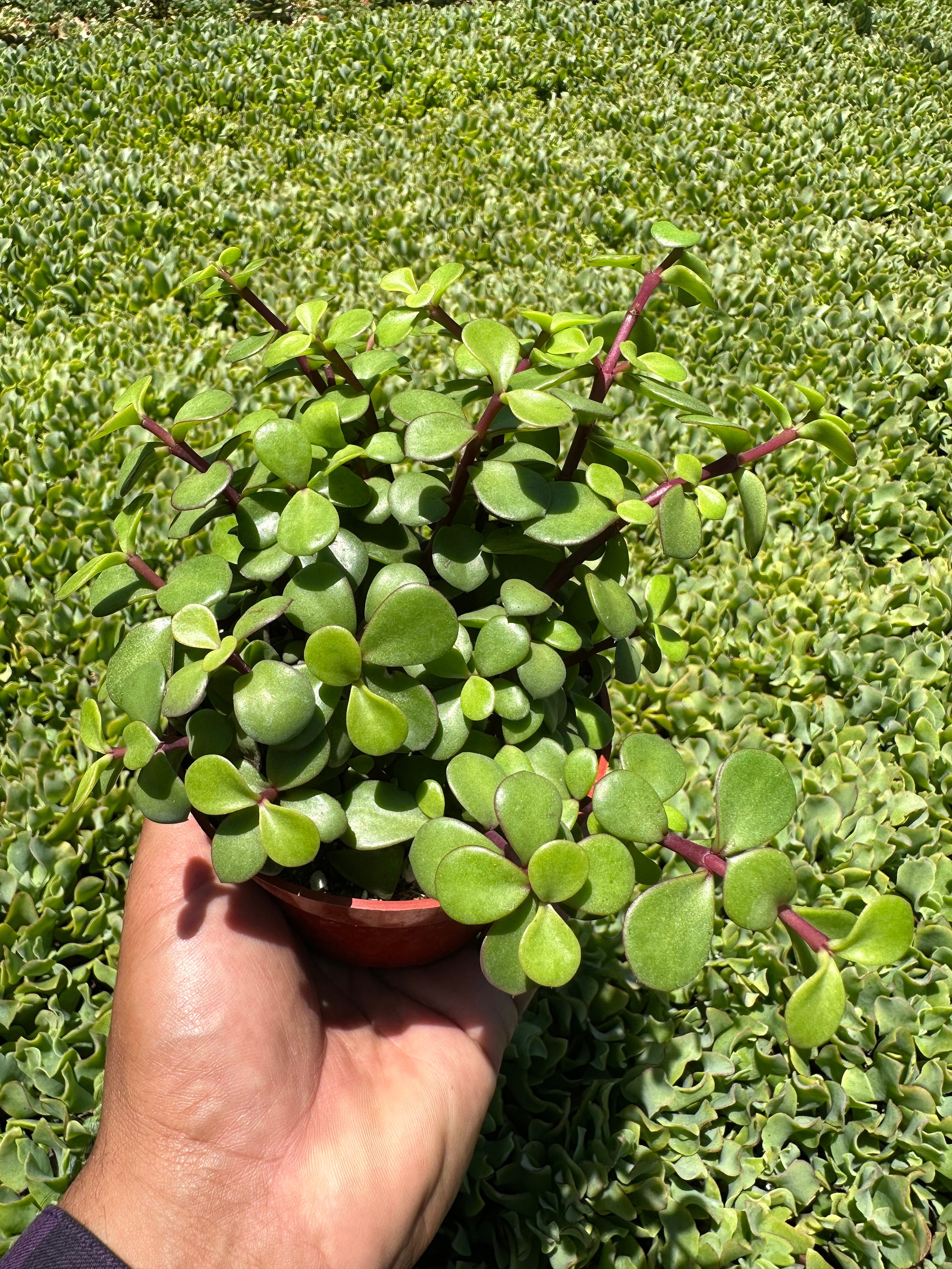 Portulacaria Afra Prostrata “trailing Elephant Bush” - Etsy