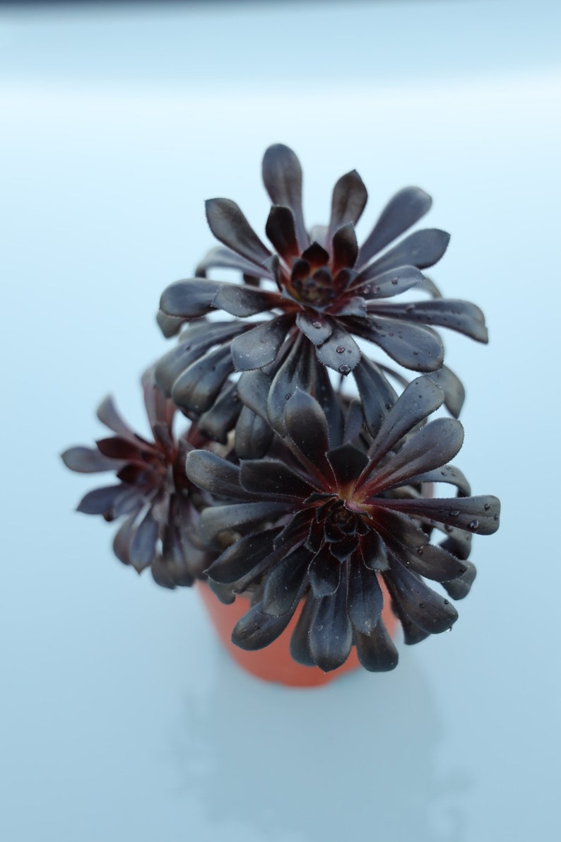 Aeonium Black Rose - Etsy