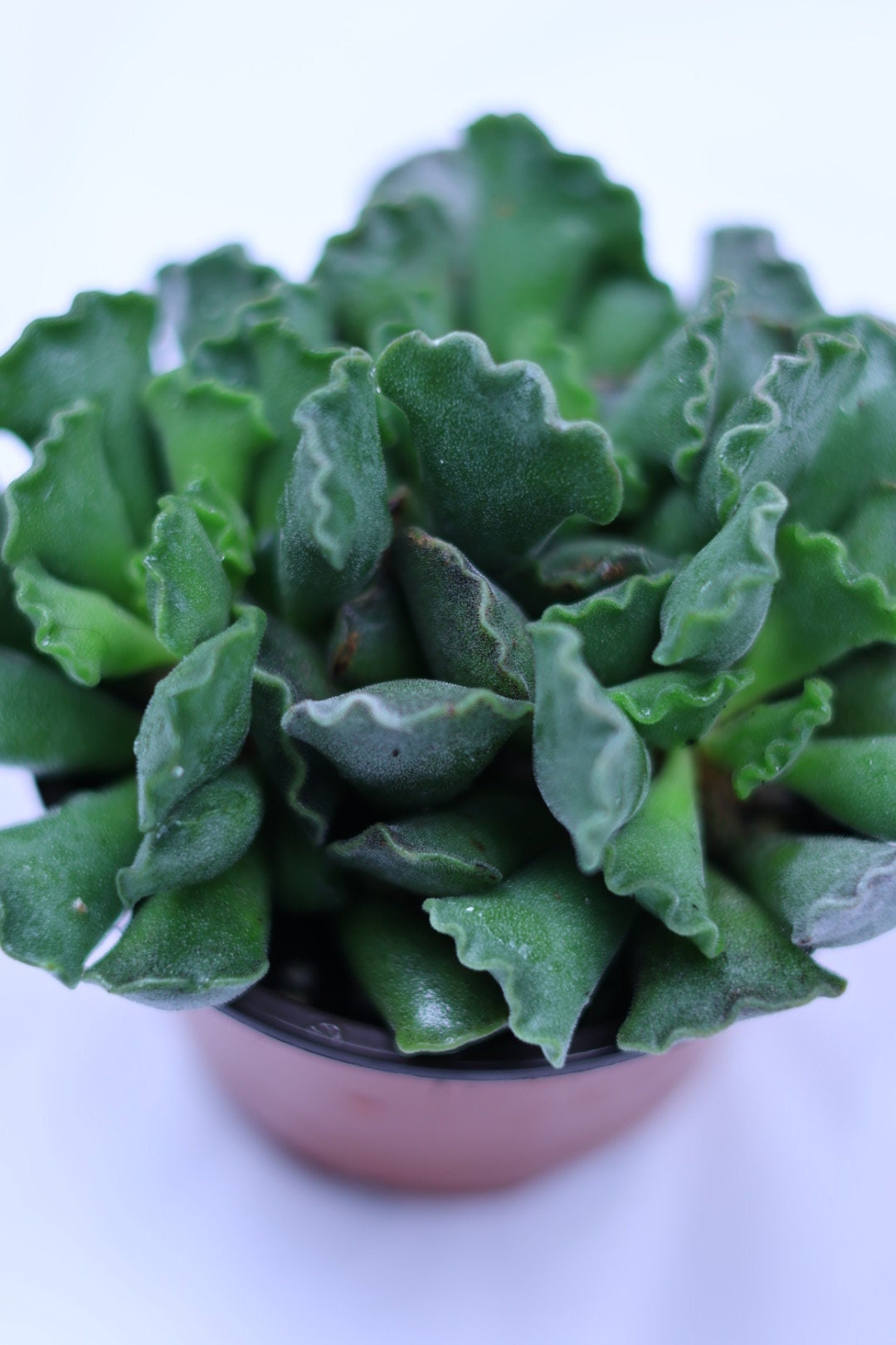 Crinkle Leaf Plant - Etsy