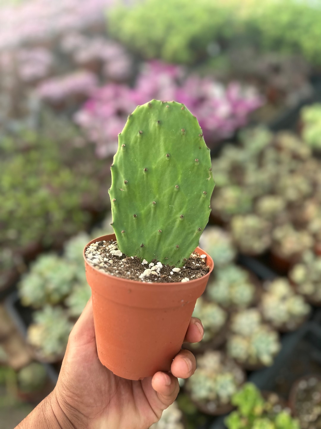Prickly Pear Pad (mexican Nopal) UNROOTED - Etsy