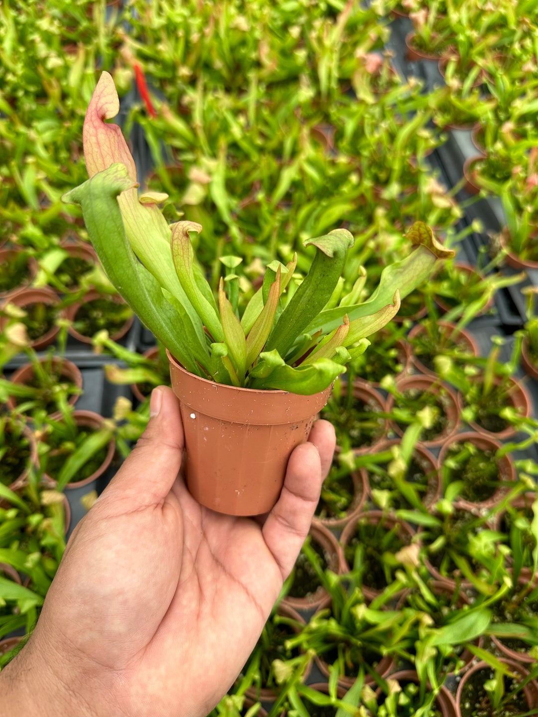 Meerkat Mob Sarracenia, Carnivorous Plant, Pitcher Plant - Etsy
