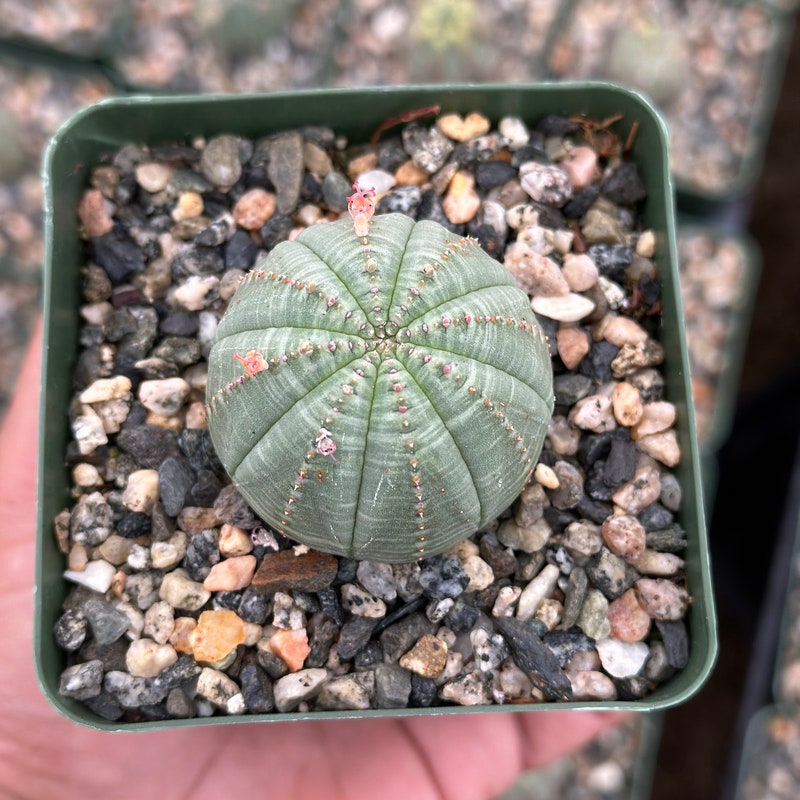 Baseball Euphorbia Cactus - Etsy