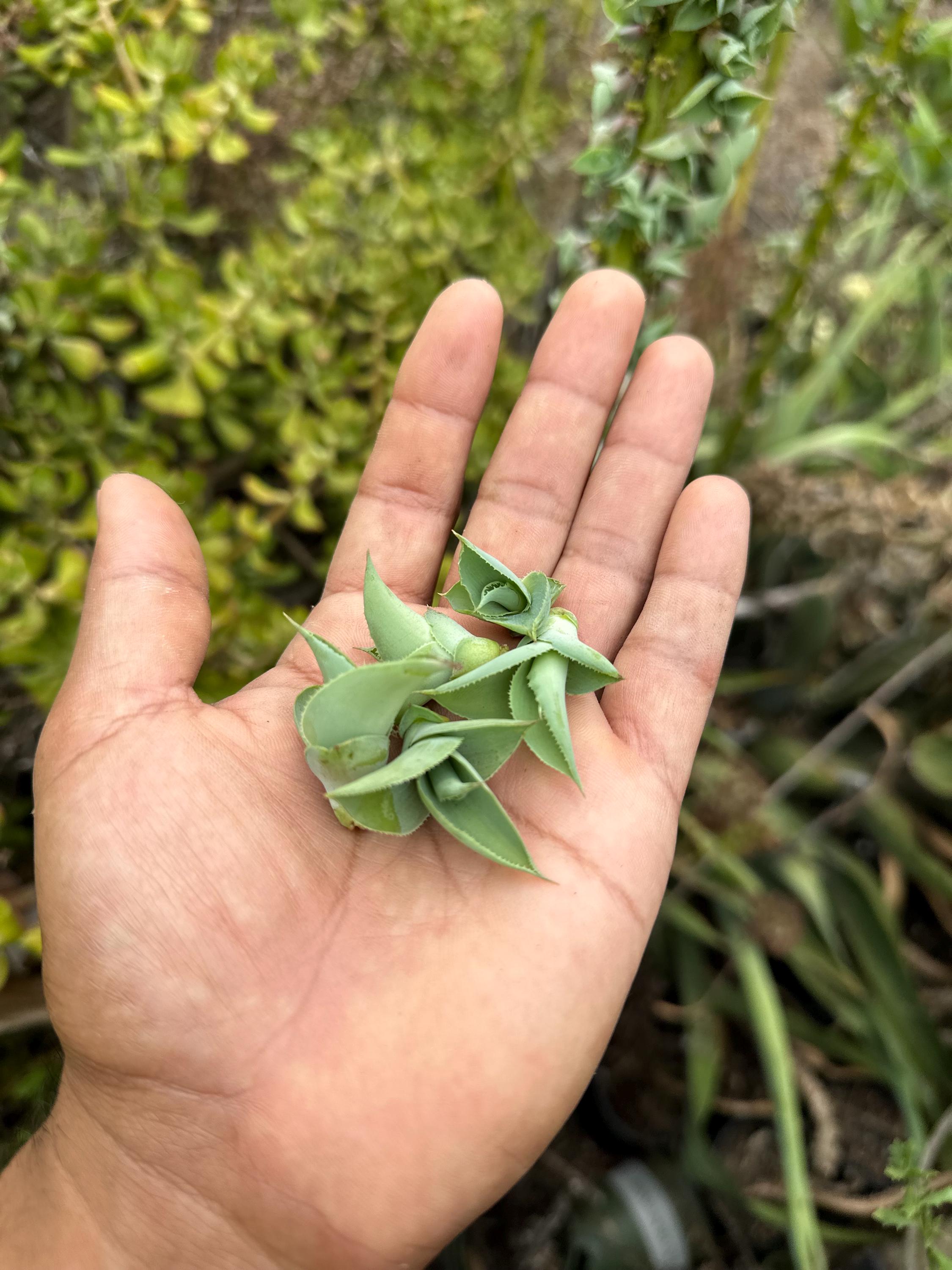 Agave Vilmoriniana, Octopus Agave (5 Pups) - Etsy