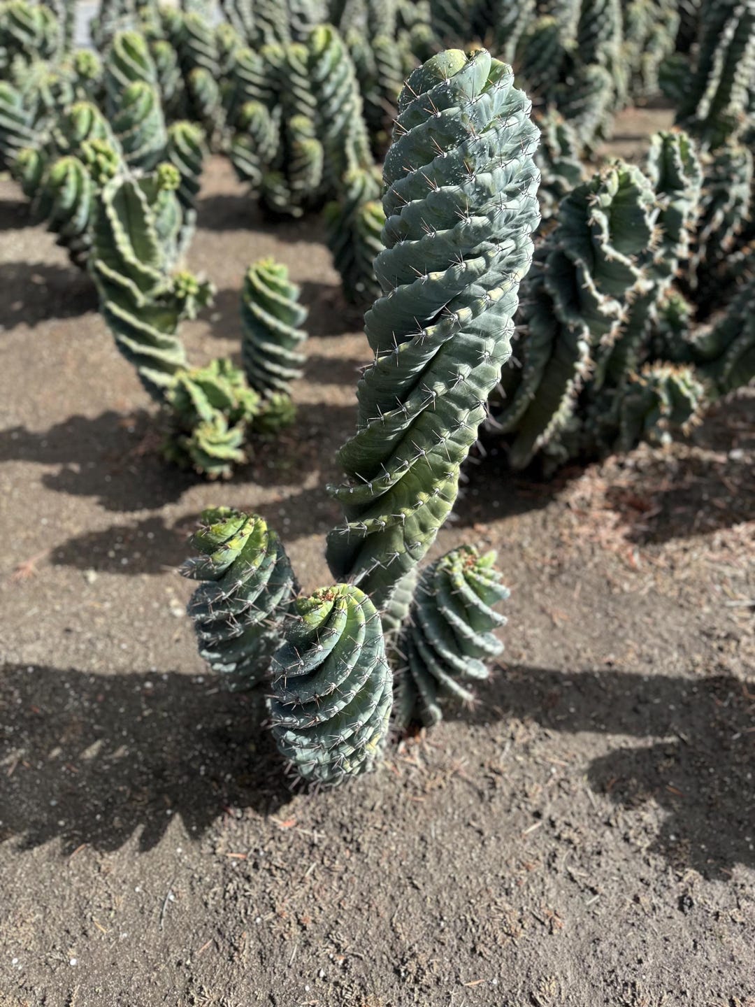 Spiral Cactus, Cereus Forbesii Spiralis, Rare Cactus, 1 Gallon - Etsy