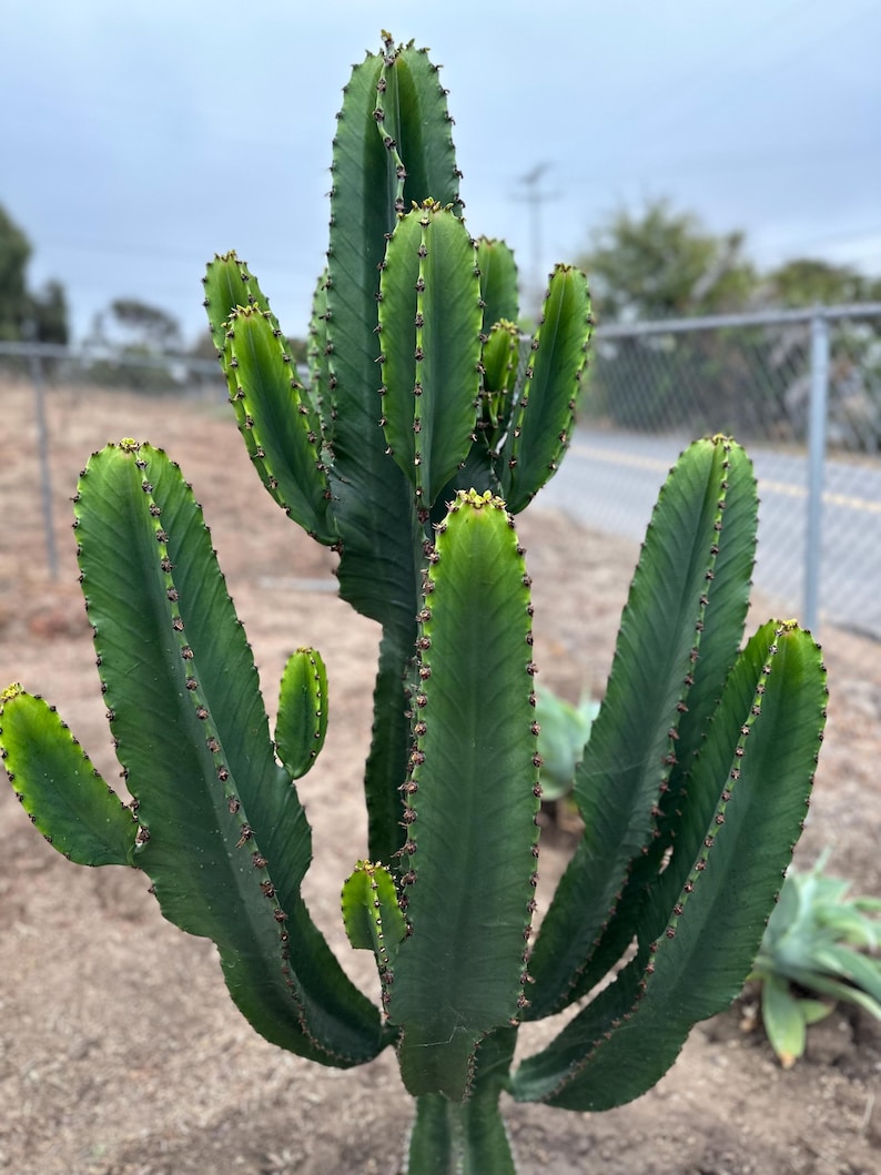 Euphorbia Ingens (cutting) Candelabra Tree - Etsy