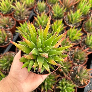 Aloe 'crosby's Prolific' 4” - Etsy