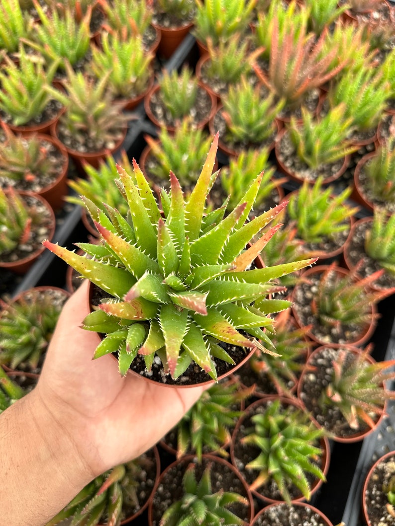 Aloe 'crosby's Prolific' 4” - Etsy