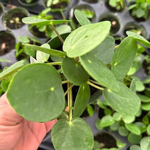 Chinese Money Plant, Pilea Peperomioides - Etsy
