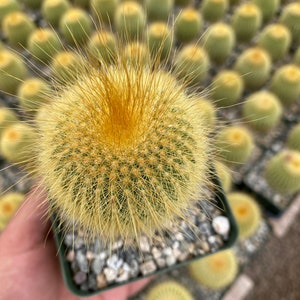 Notocactus Leninghausii, Golden Ball Cactus 3.5” - Etsy
