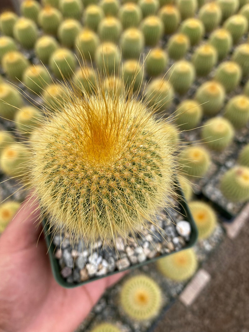 Notocactus Leninghausii, Golden Ball Cactus 3.5” - Etsy