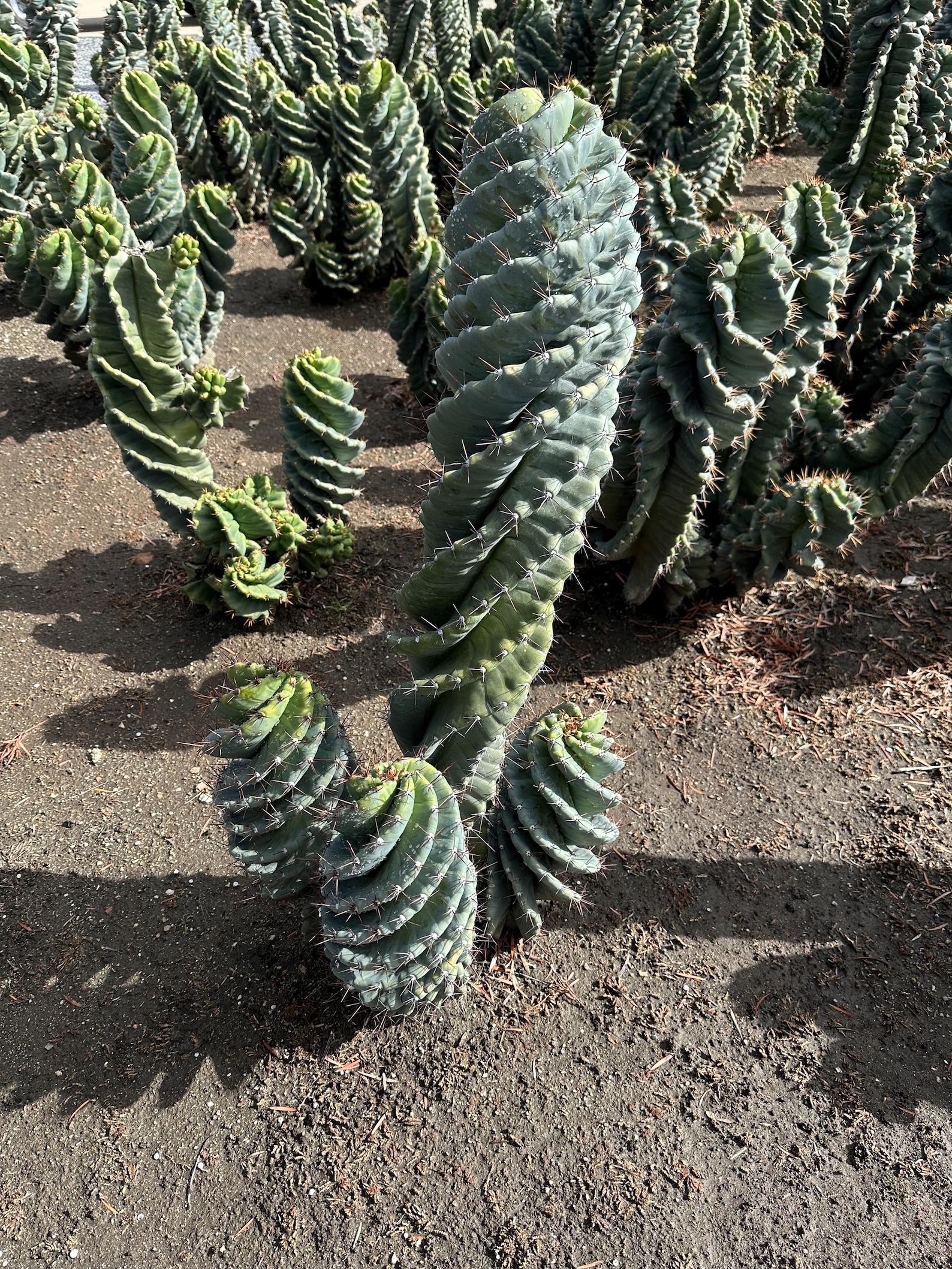 Spiral Cactus, Cereus Forbesii Spiralis, Rare Cactus, 1 Gallon - Etsy