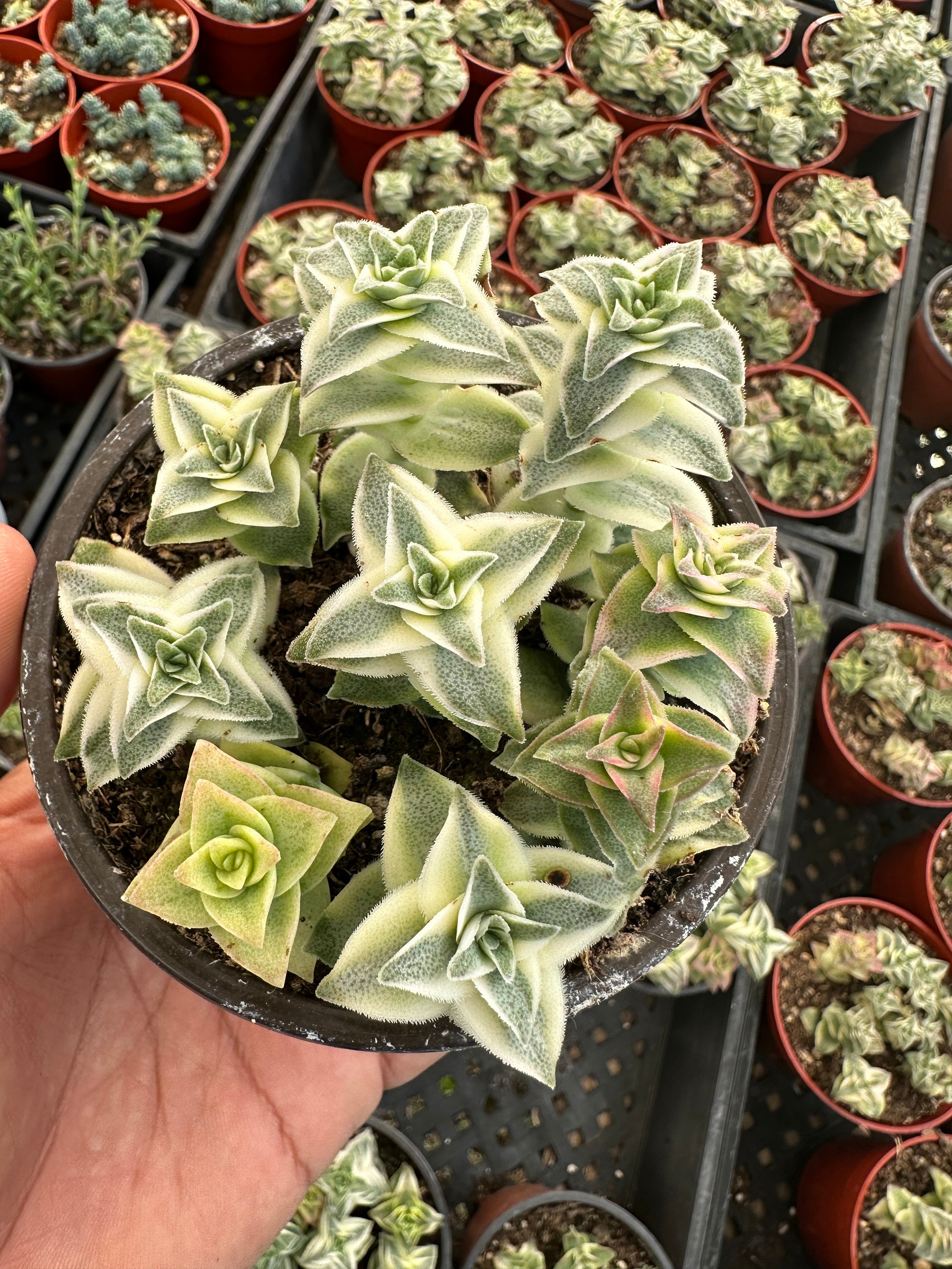 Crassula Perforata F. Variegata - Variegated String of Buttons - Etsy