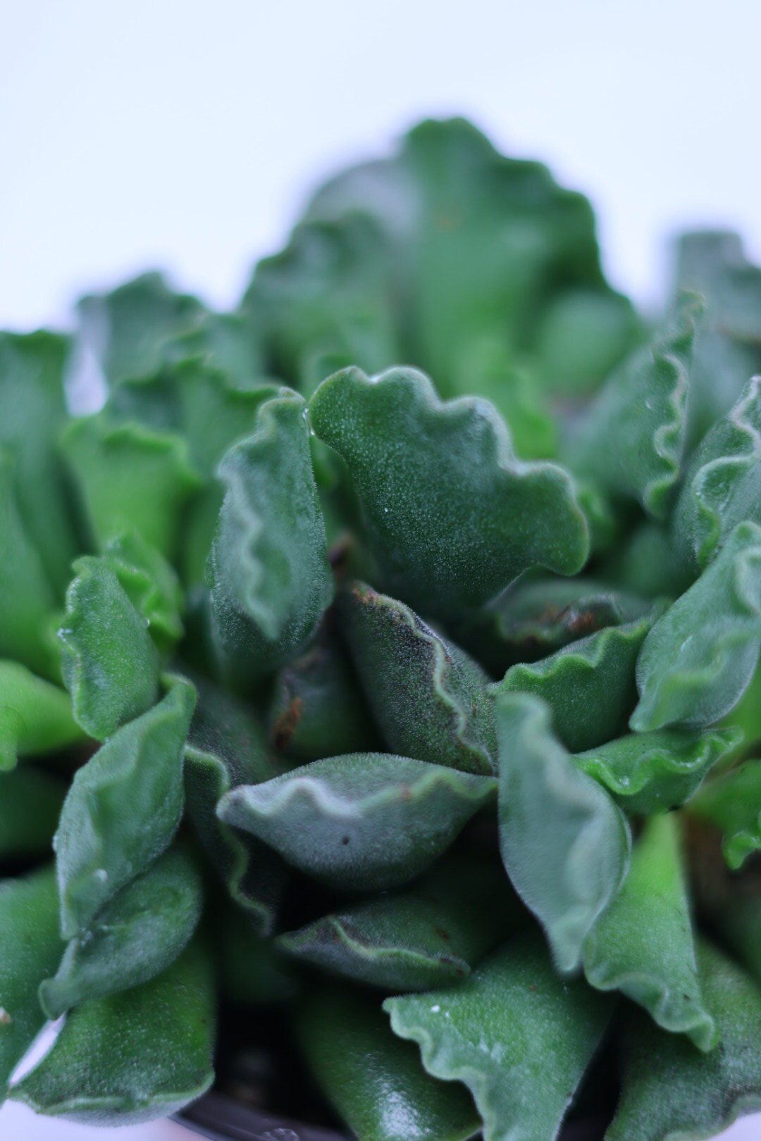 Crinkle Leaf Plant - Etsy